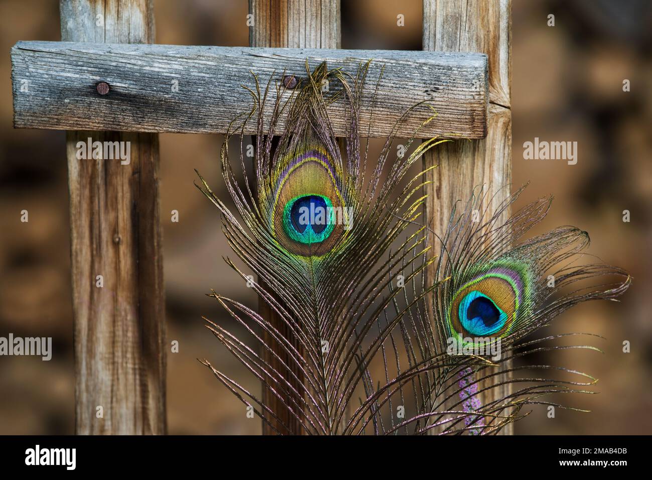 peacock feathers on wooden background Stock Photo - Alamy