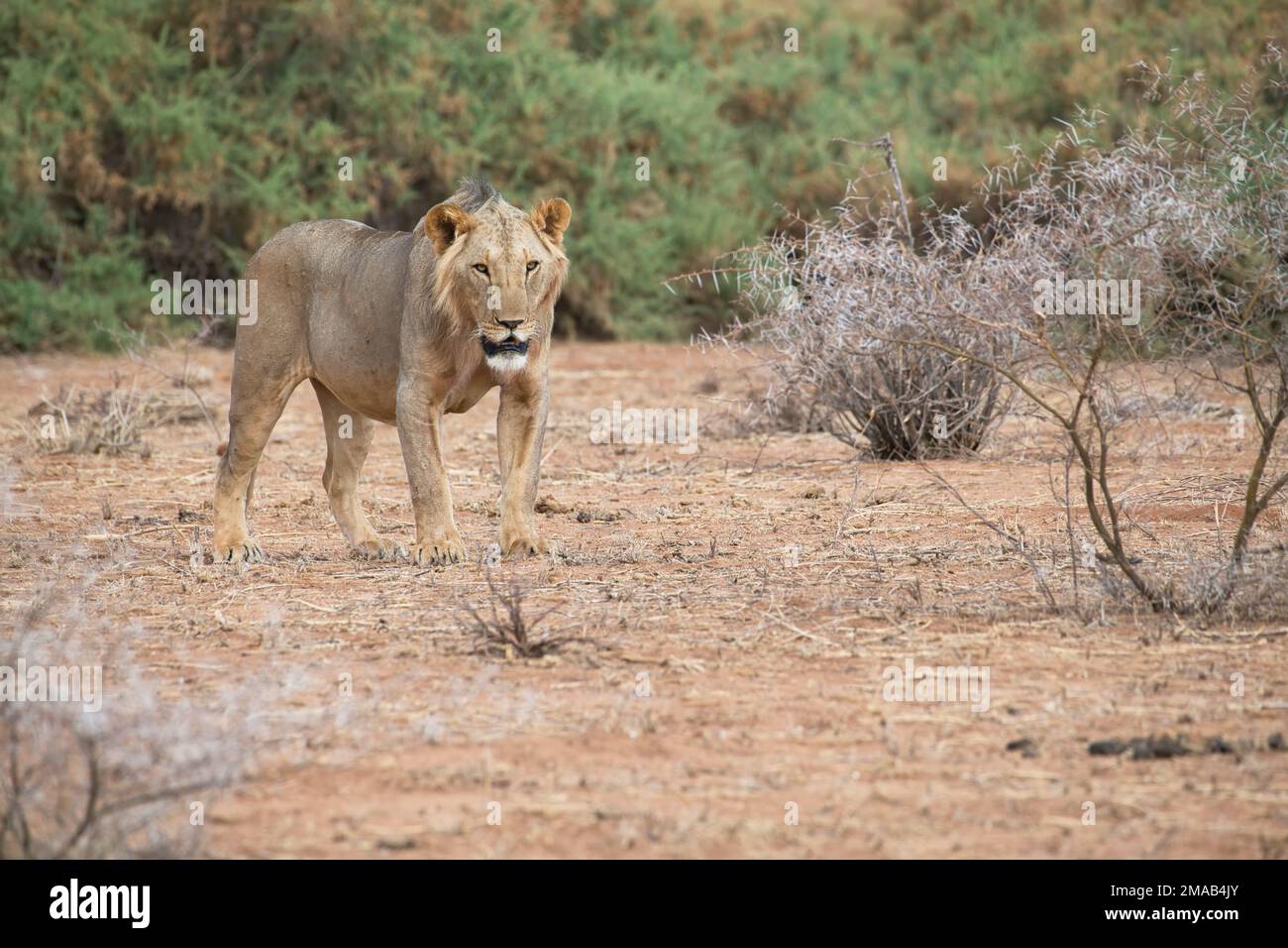 Maneless adult male lion (Panthera leo). Lions in the dry areas of ...