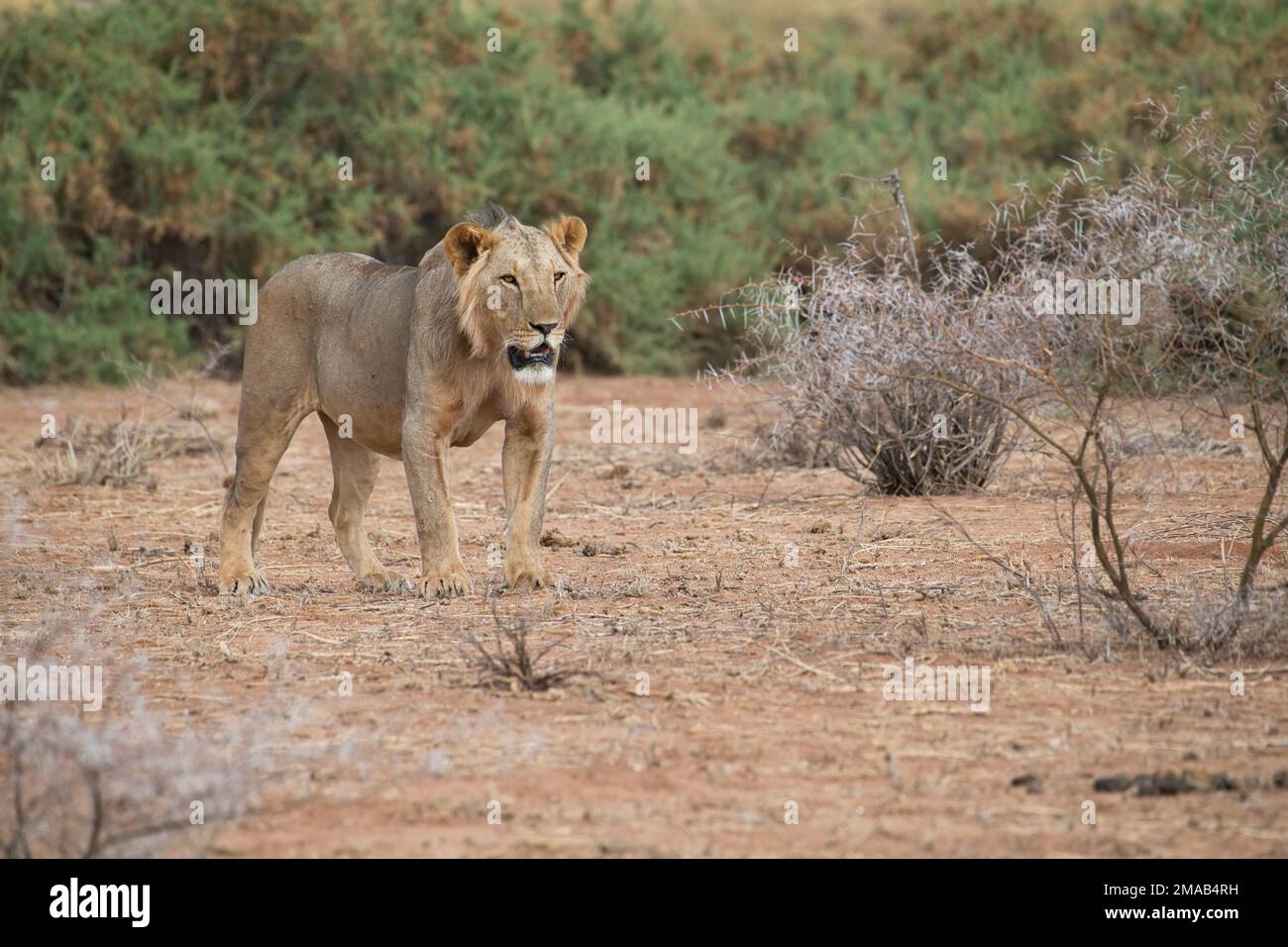 Tsavo lion maneless hi-res stock photography and images - Alamy