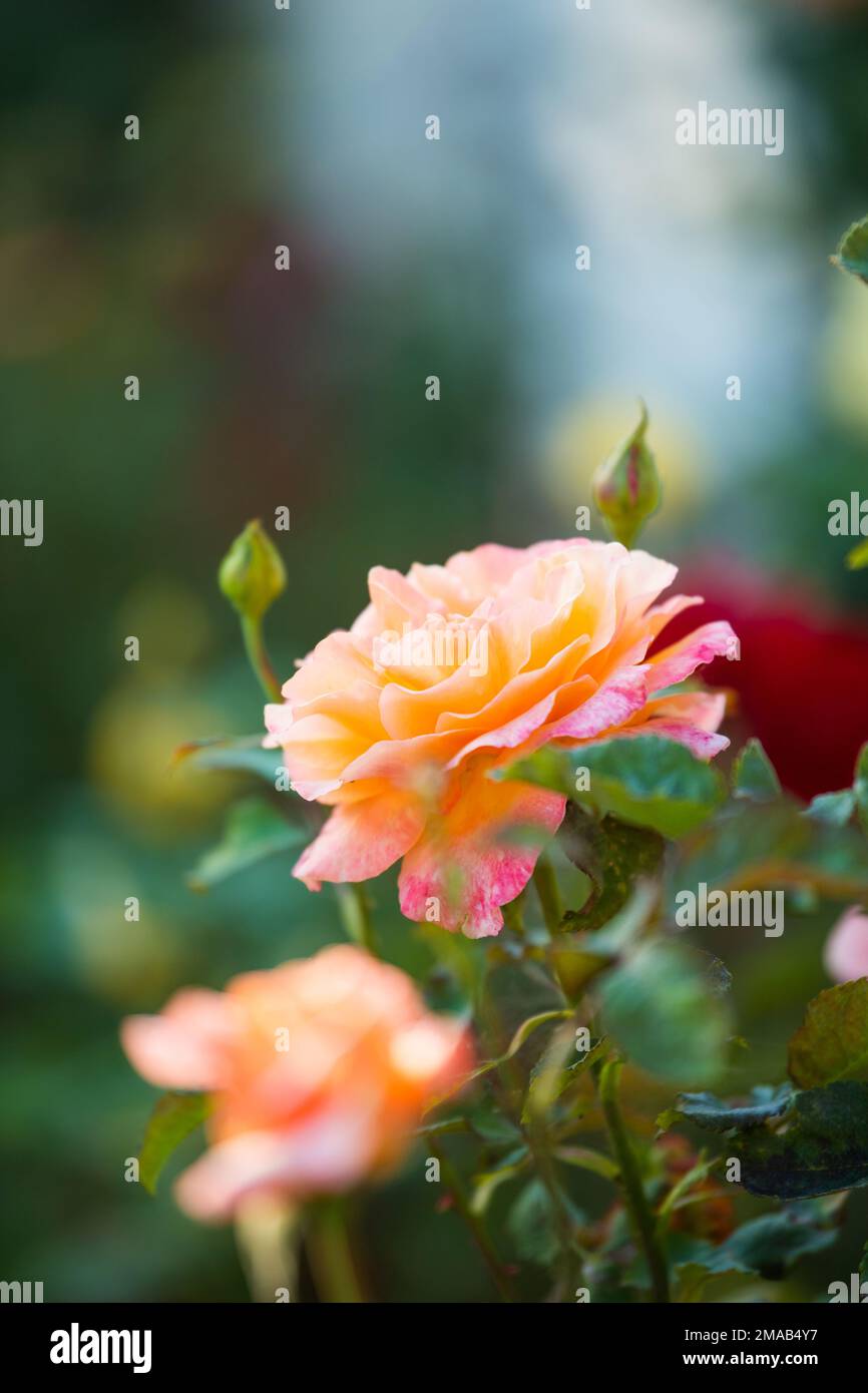 Roses in nature background Stock Photo - Alamy