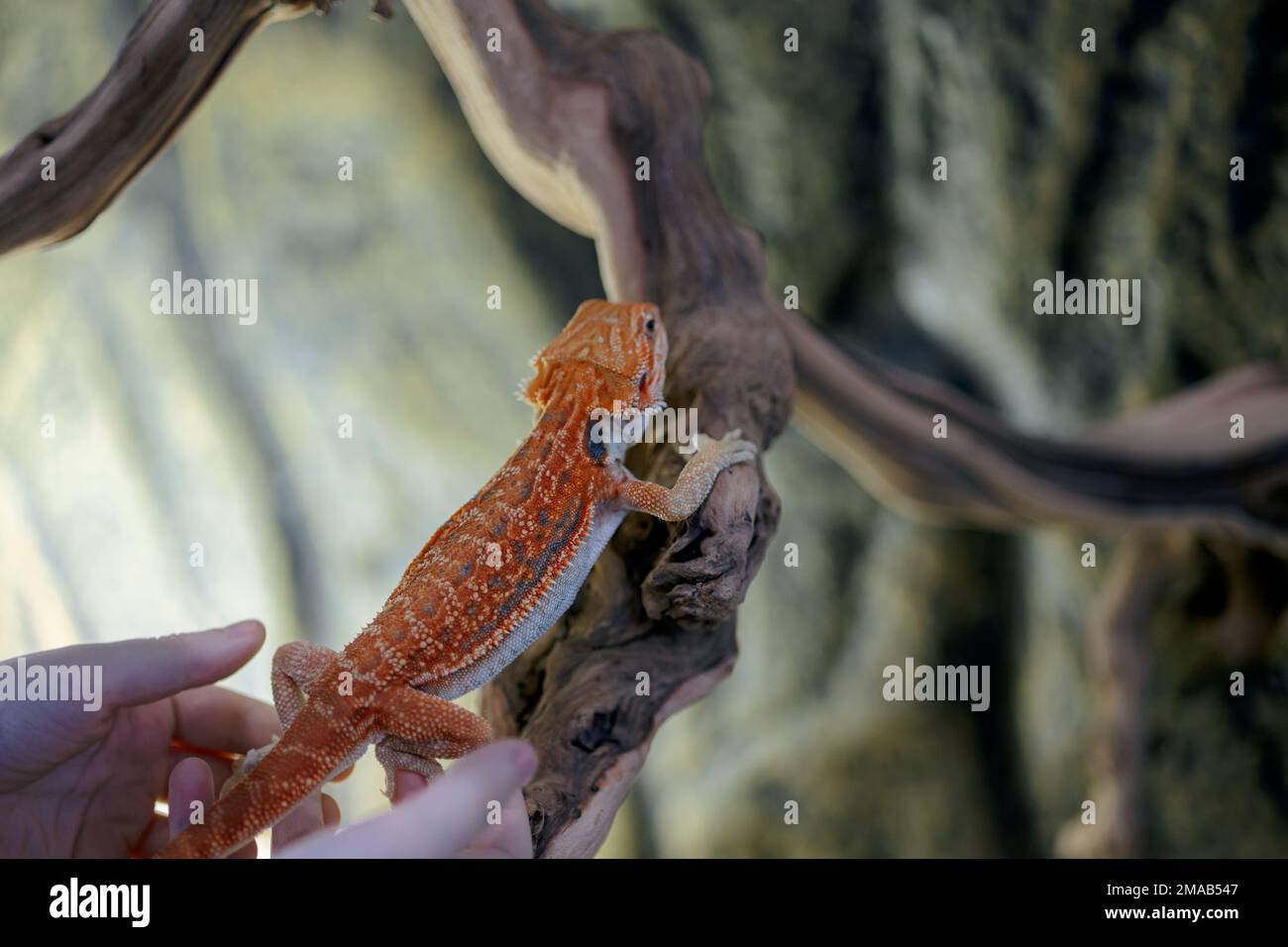 Iguana crawling in terrarium hi-res stock photography and images - Alamy