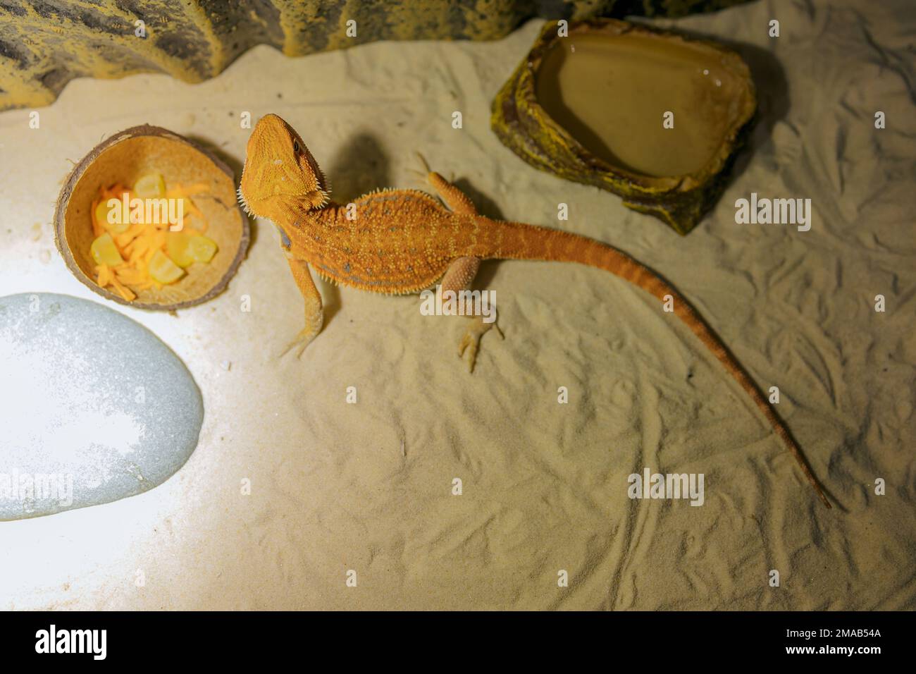 Red bearded Agama iguana eating fresh fruits and carrots in terrarium ...