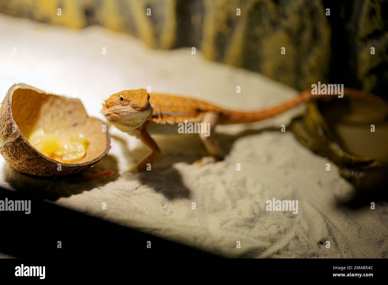 Red bearded Agama iguana eating fresh fruits and carrots in terrarium ...