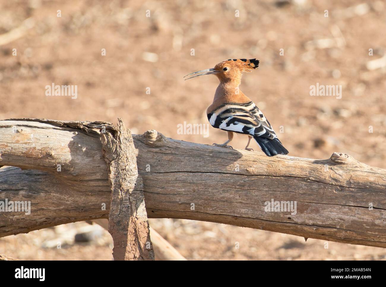 African hoopoe (Upupa africana) calling Stock Photo - Alamy