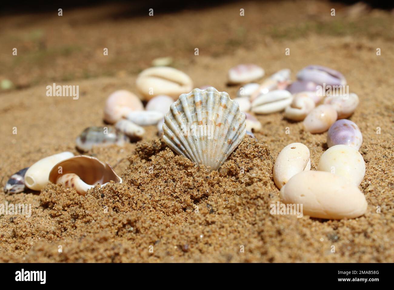 Fragments of coral reefs along the coast of Sri Lanka Stock Photo - Alamy