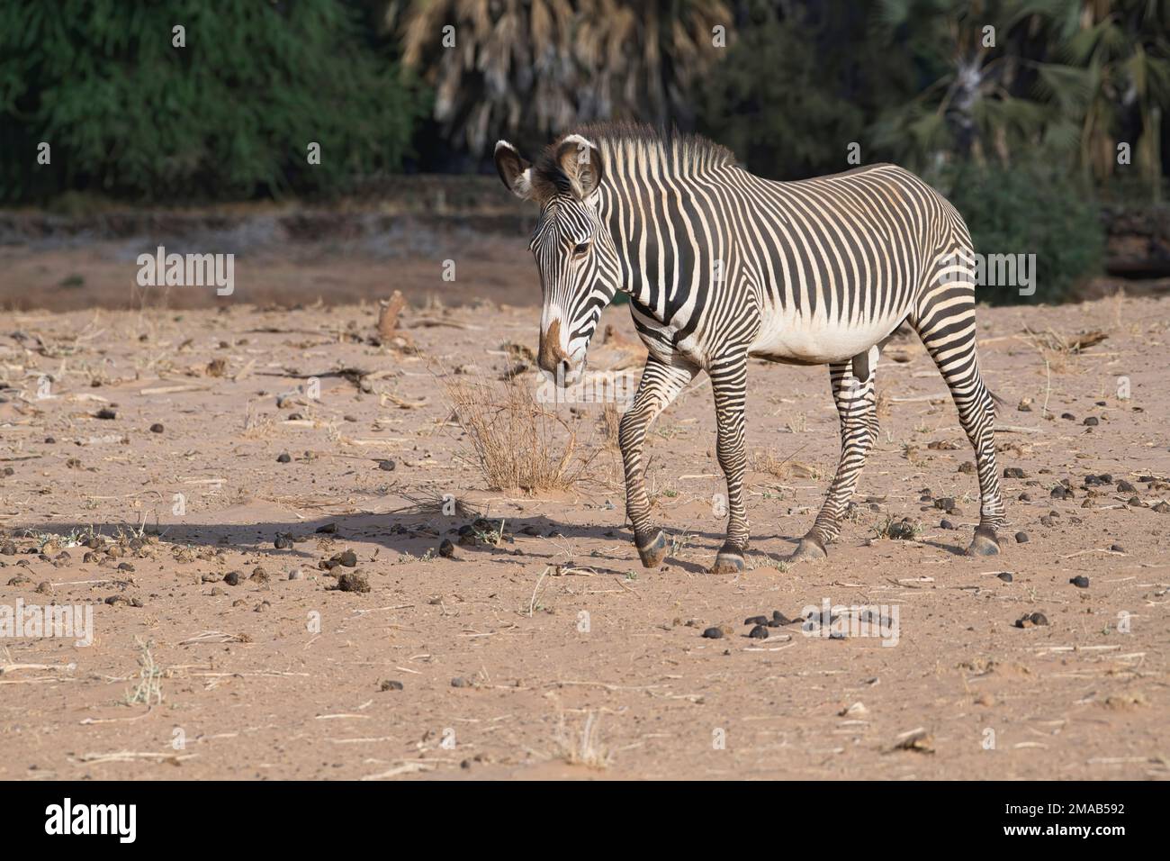 Grevy's zebra (Equus grevyi), adult male Stock Photo - Alamy