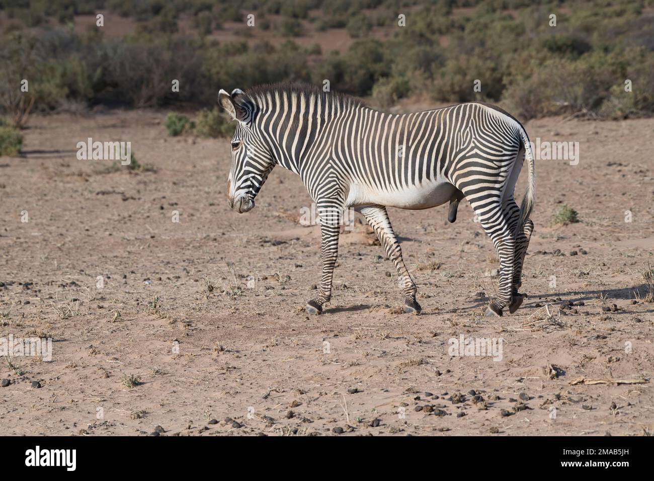Punda milia somali hi-res stock photography and images - Alamy