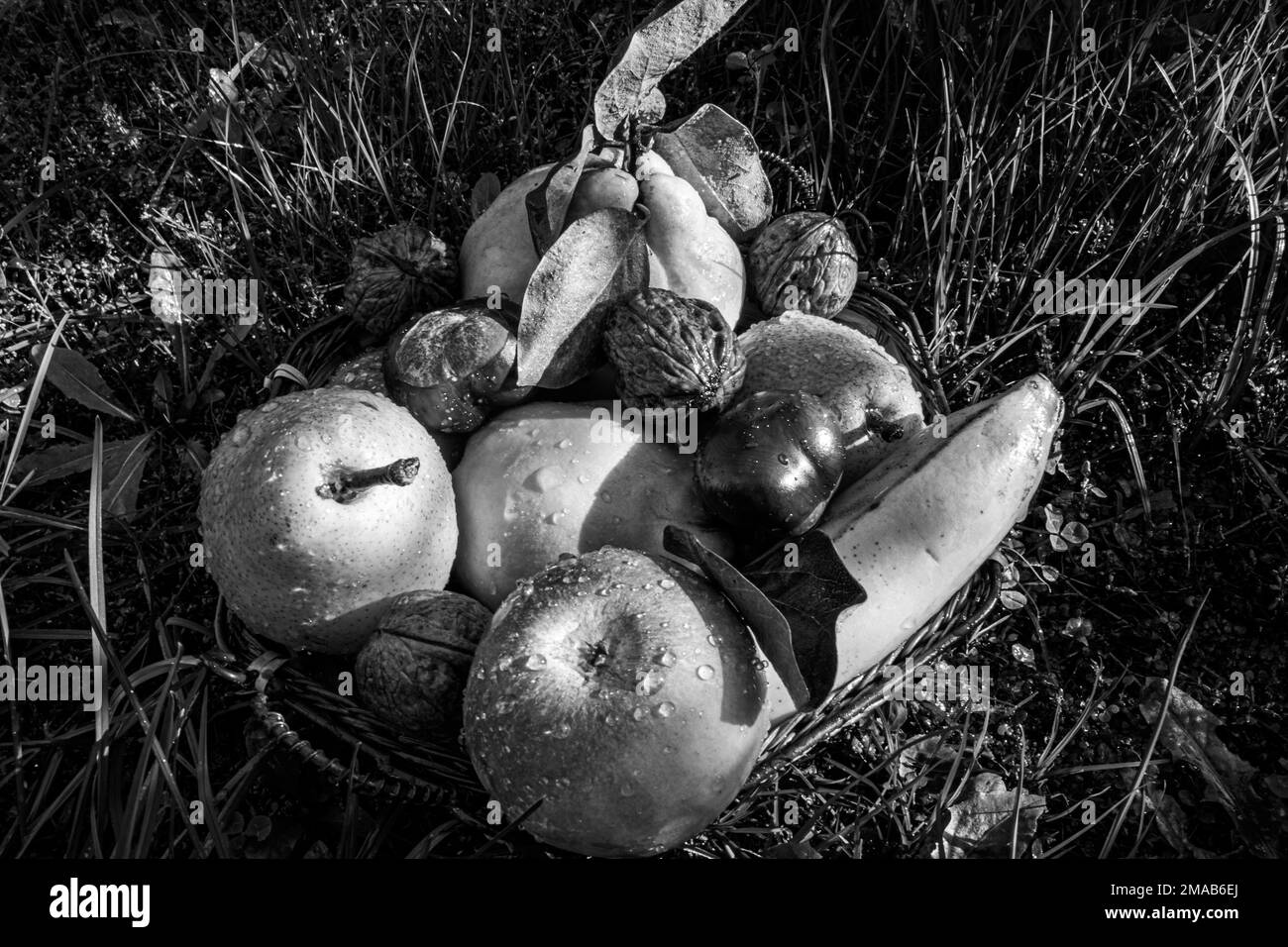 A grayscale closeup of wet fruits and nuts in the grass Stock Photo - Alamy