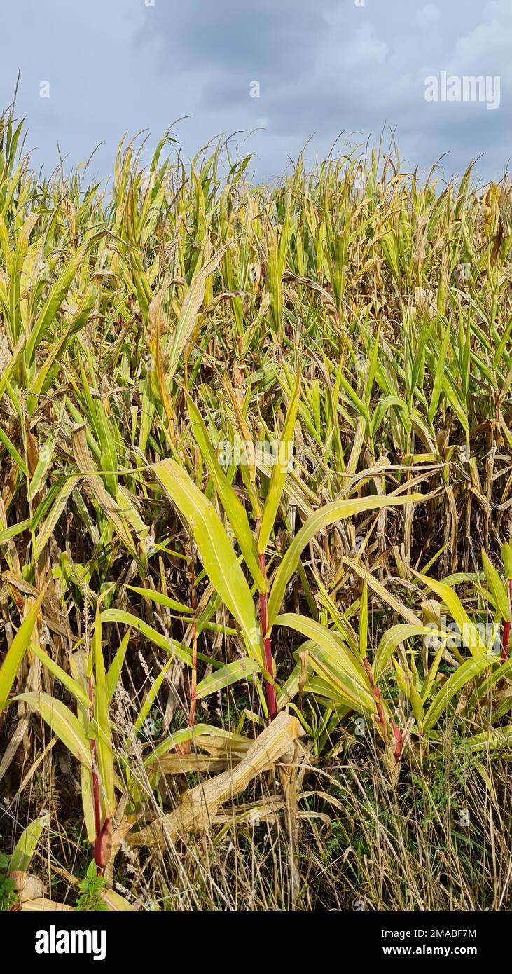 Distributed corn perennials hi-res stock photography and images - Alamy