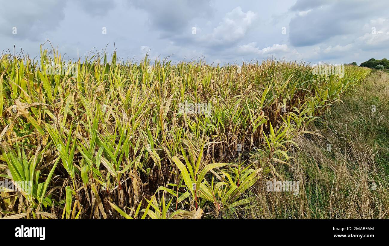 Decayed corn stalks hi-res stock photography and images - Alamy