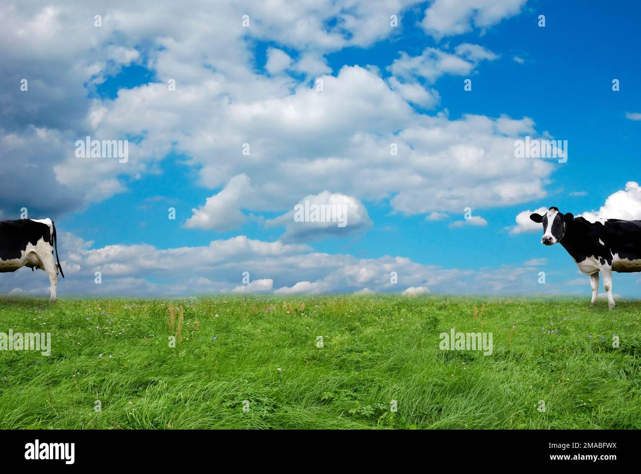 funny image of two half cows standing in a meadow Stock Photo - Alamy