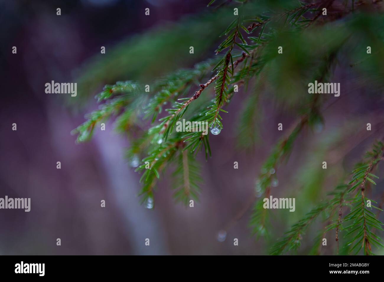 Ice drops on spruce branches. Fir branches tree covered with rain drops ...