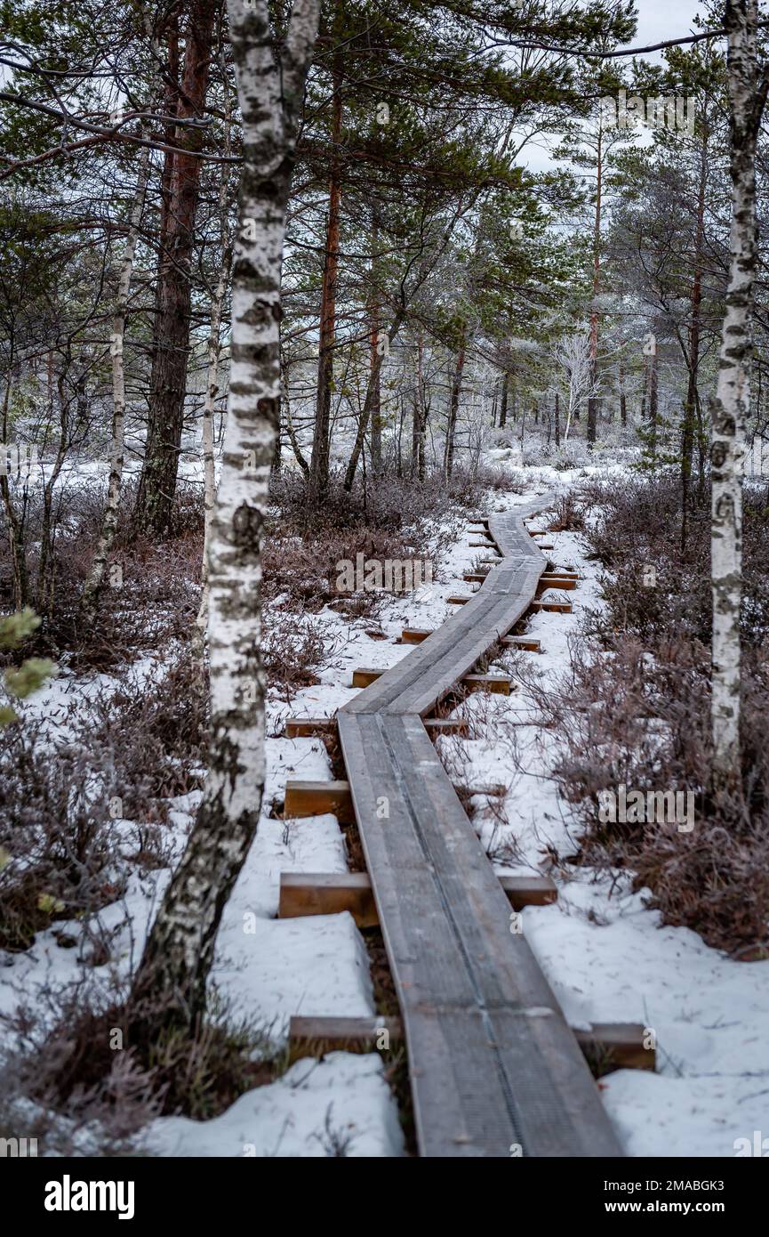 Wooden zig-zag duckboard through swamp landscape with frosty trees ...