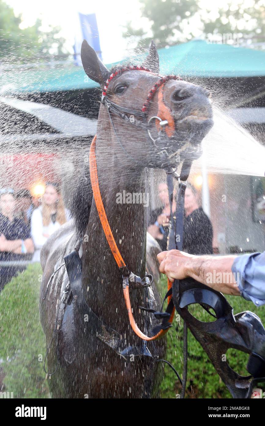 20.05.2022, Germany, Lower Saxony, Hannover - Horse being showered ...