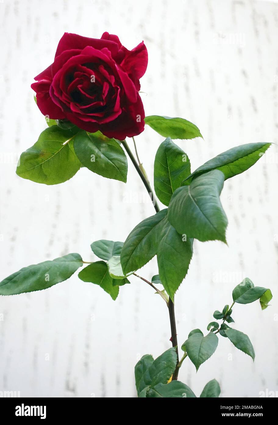 Caro red hi-res stock photography and images - Alamy