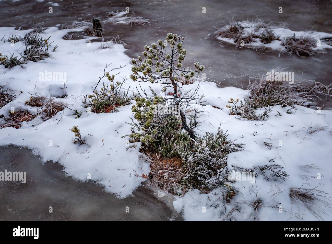 A small island with low pine tree in frozen swamp covered with snow ...
