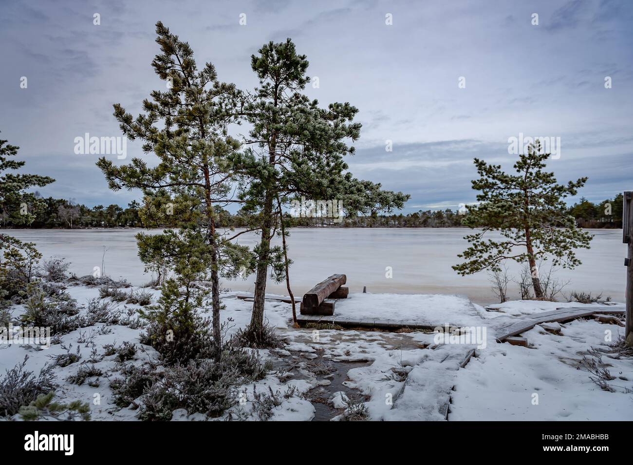 Pier with a bench on the shore of a frozen swamp lake. Winter landscape ...