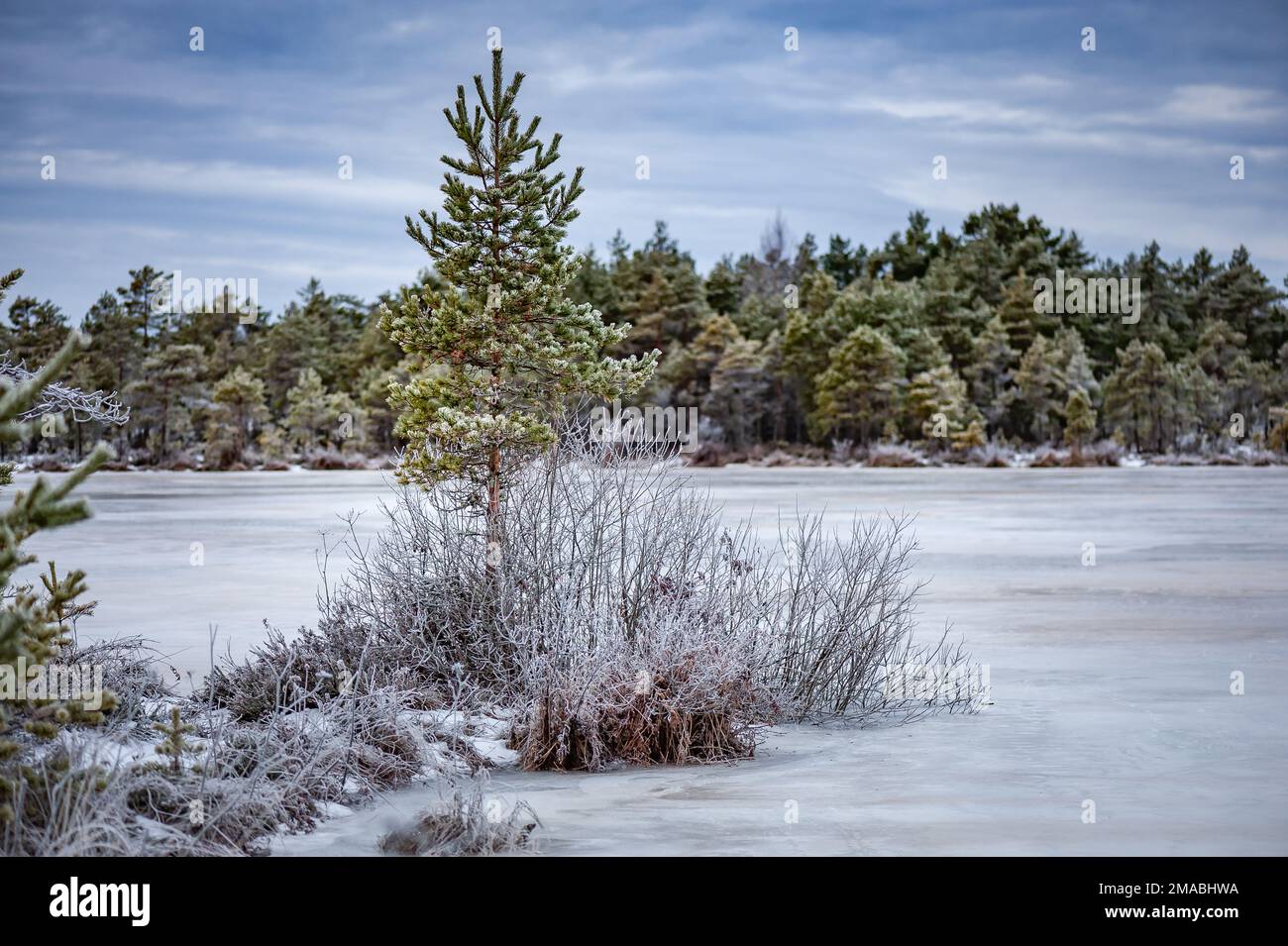 A small island with low pine tree in frozen swamp covered with snow ...