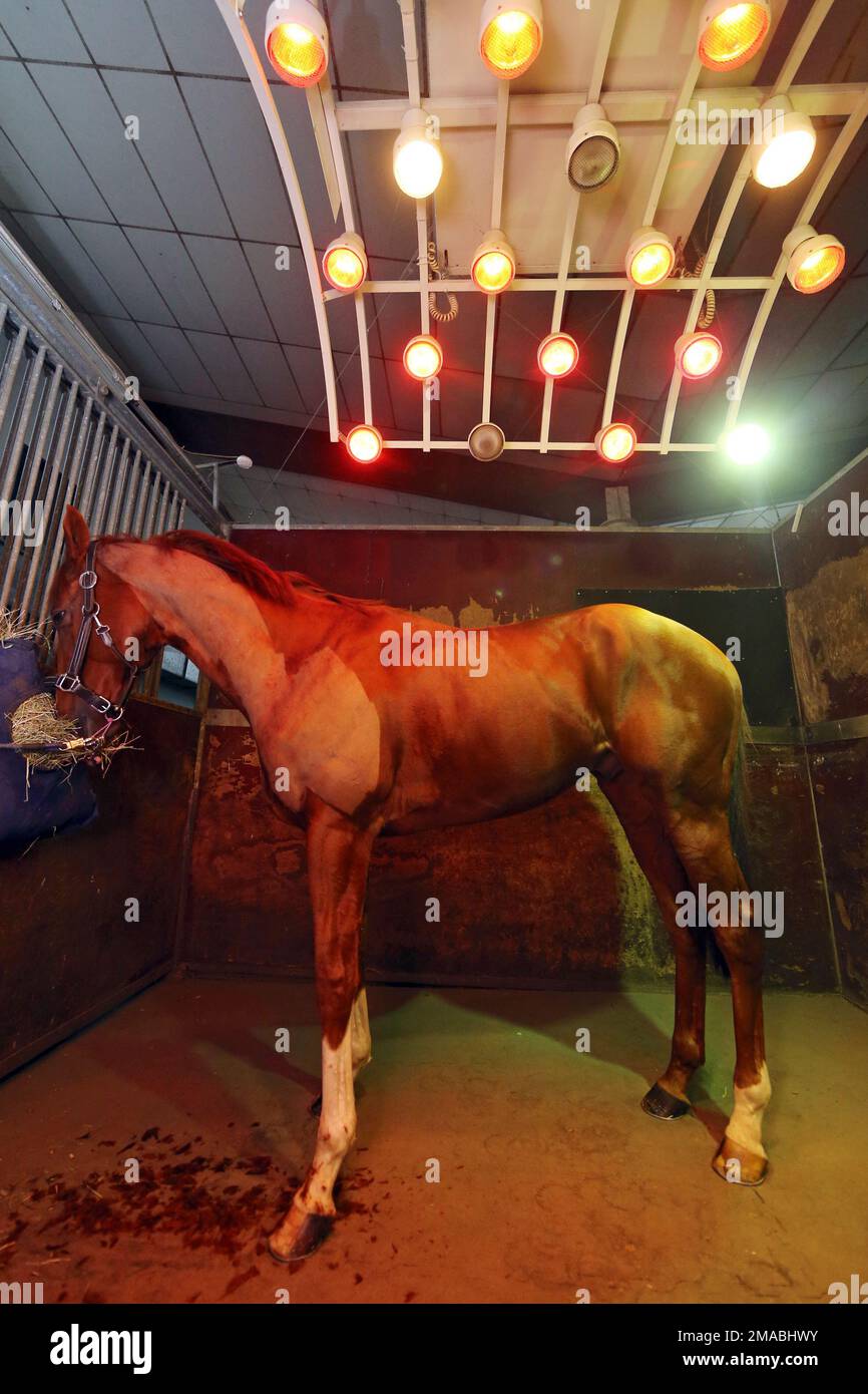05.11.2022, Germany, Bavaria, Muenchen - Horse is standing in its stall ...