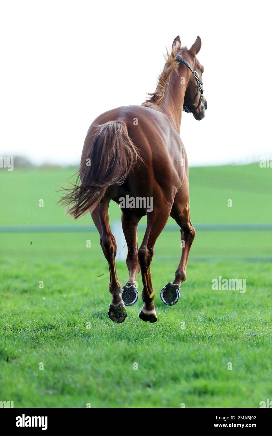 Torquator hi-res stock photography and images - Alamy