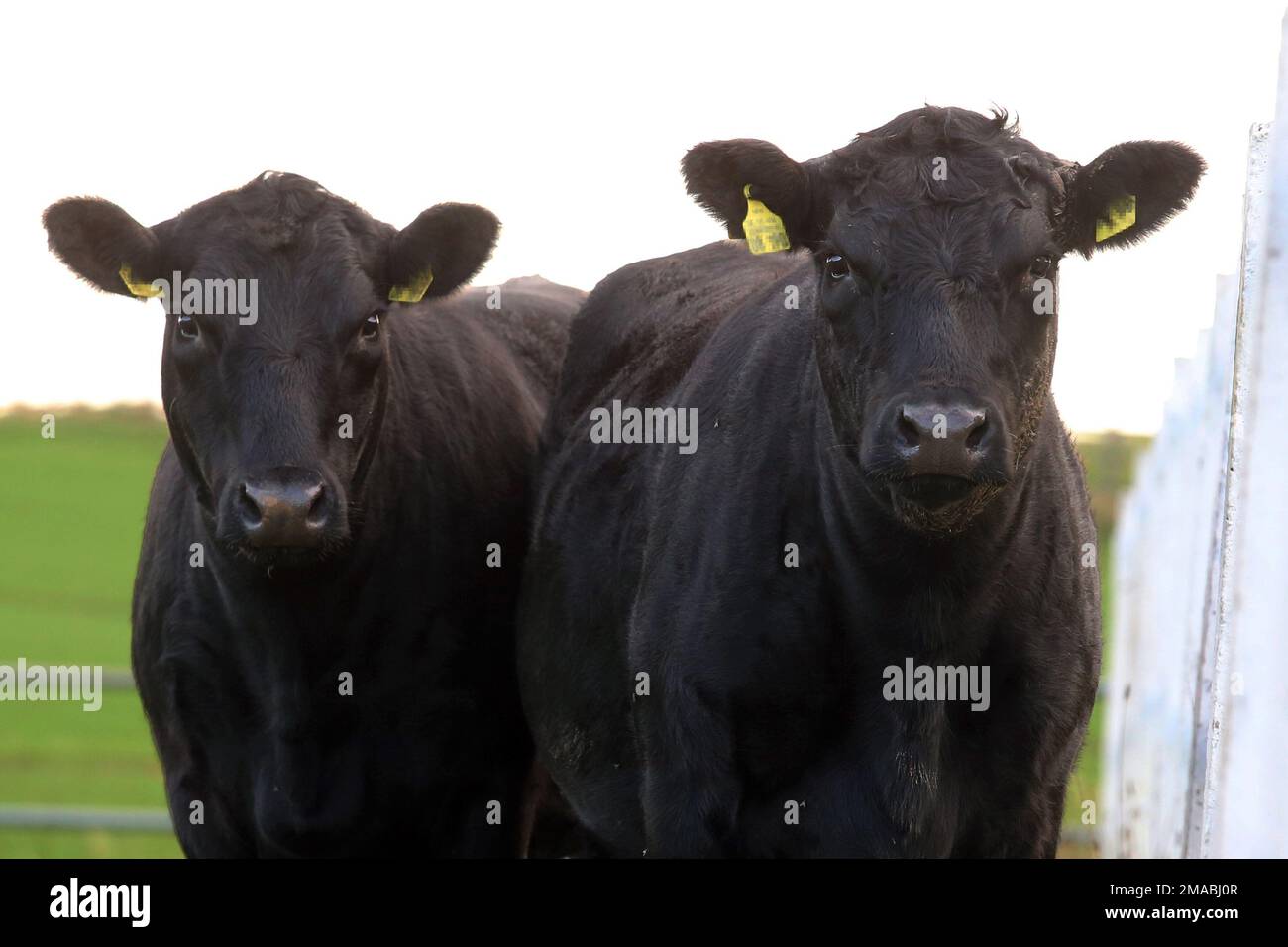 German angus cattle hi-res stock photography and images - Alamy