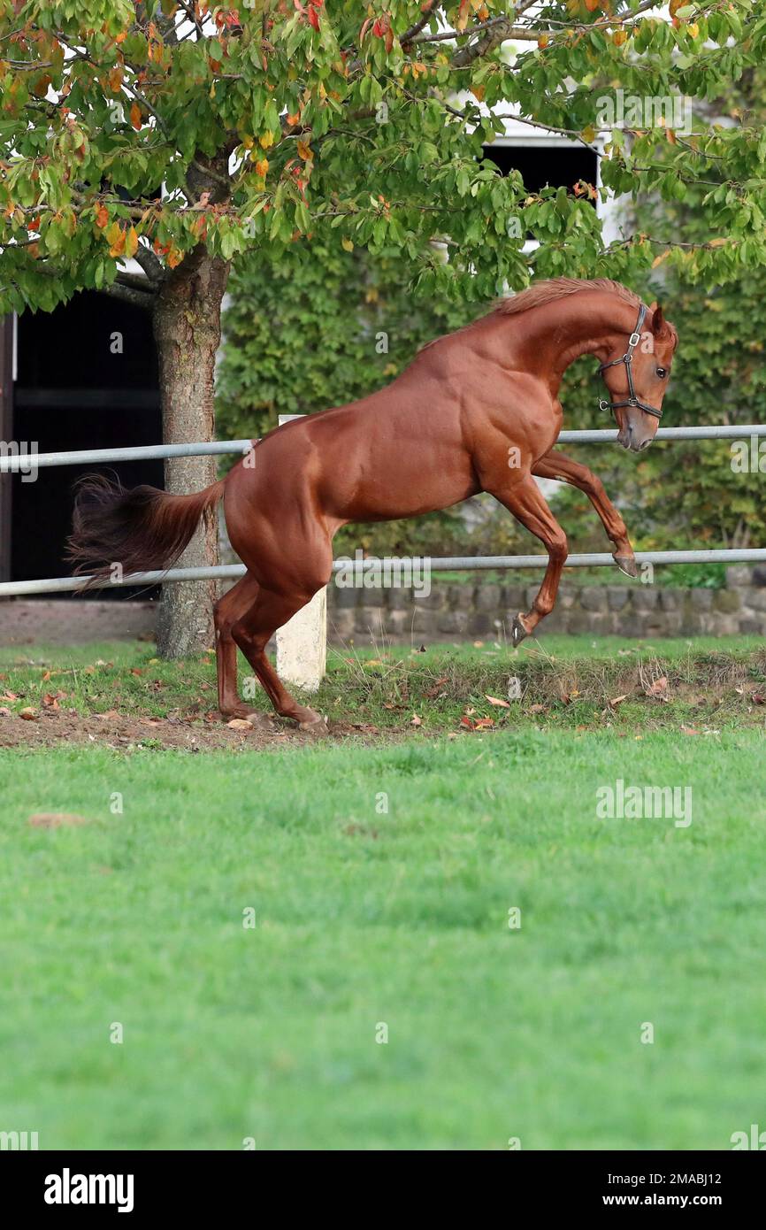 Torquator hi-res stock photography and images - Alamy