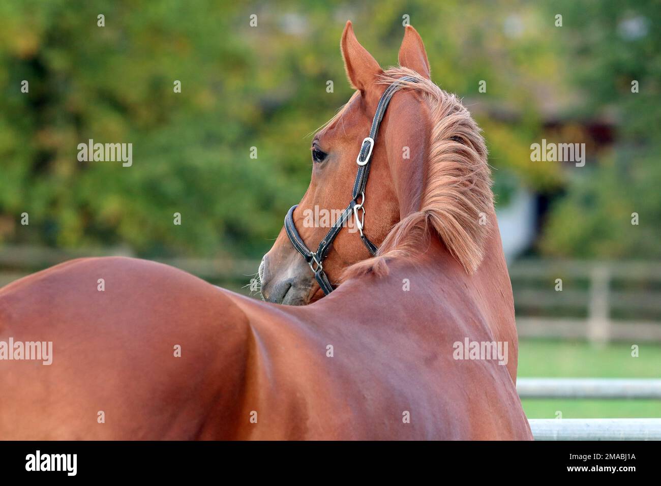 Torquator tasso horse hi-res stock photography and images - Alamy