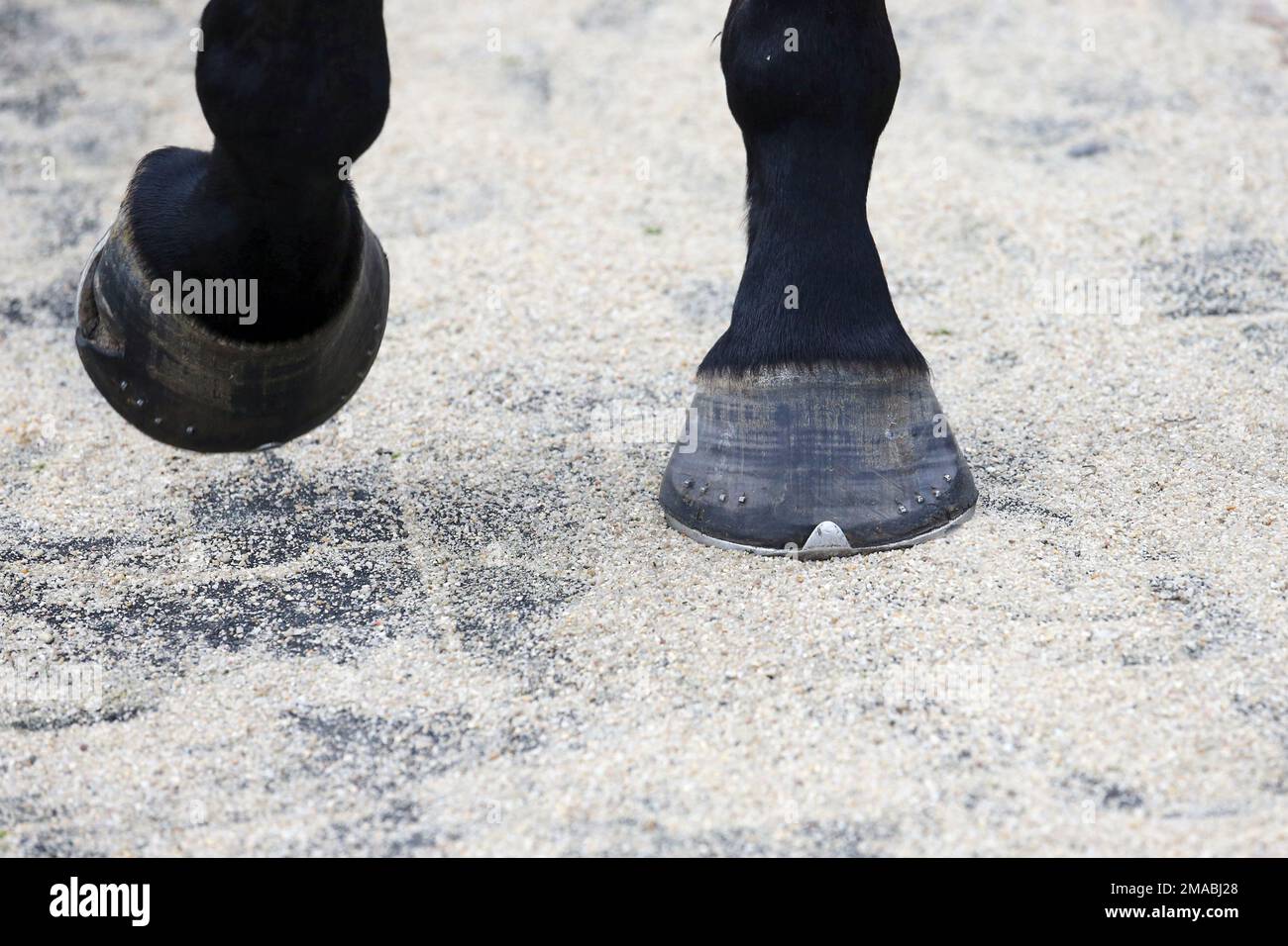 16.11.2022, Germany, Saxony, Dresden - Front hooves of a horse ...