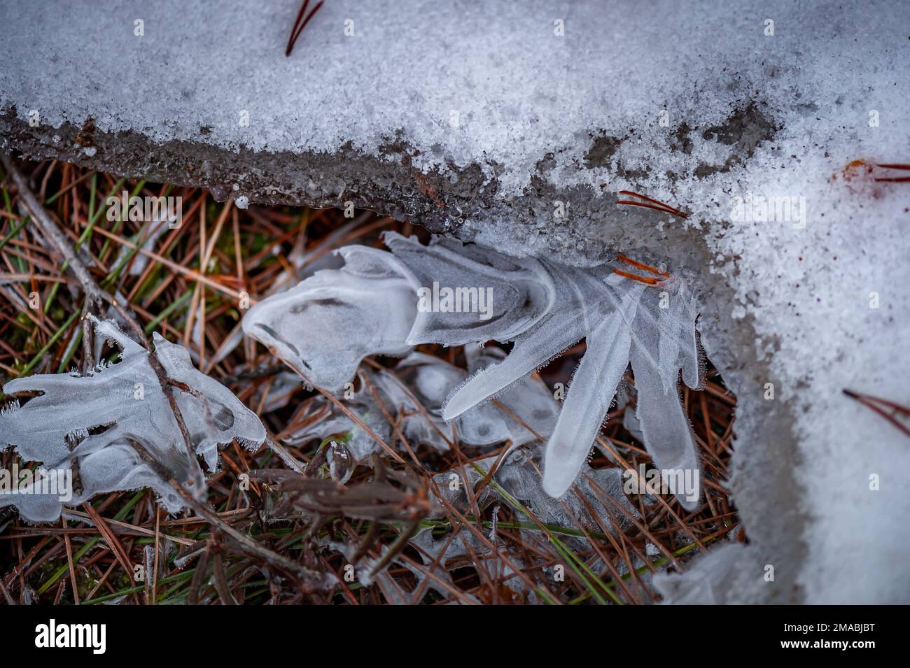 Frosty ice over water. Winter Cold swamp, where ice, icicles and ...