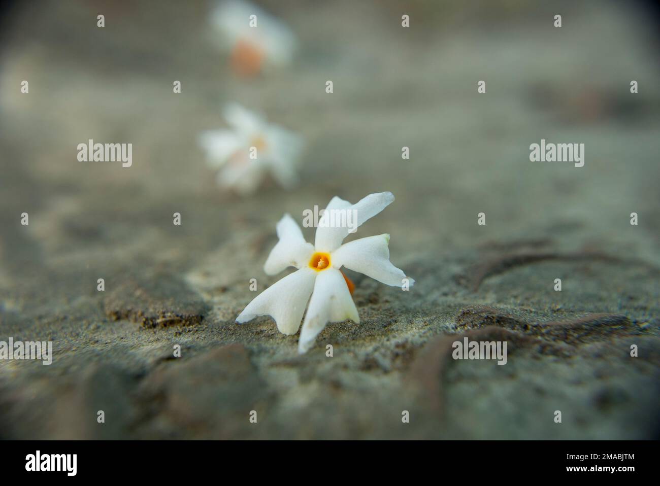 Seuli aur Shefali is a seb rolling flower of festival Durga Puja Stock ...