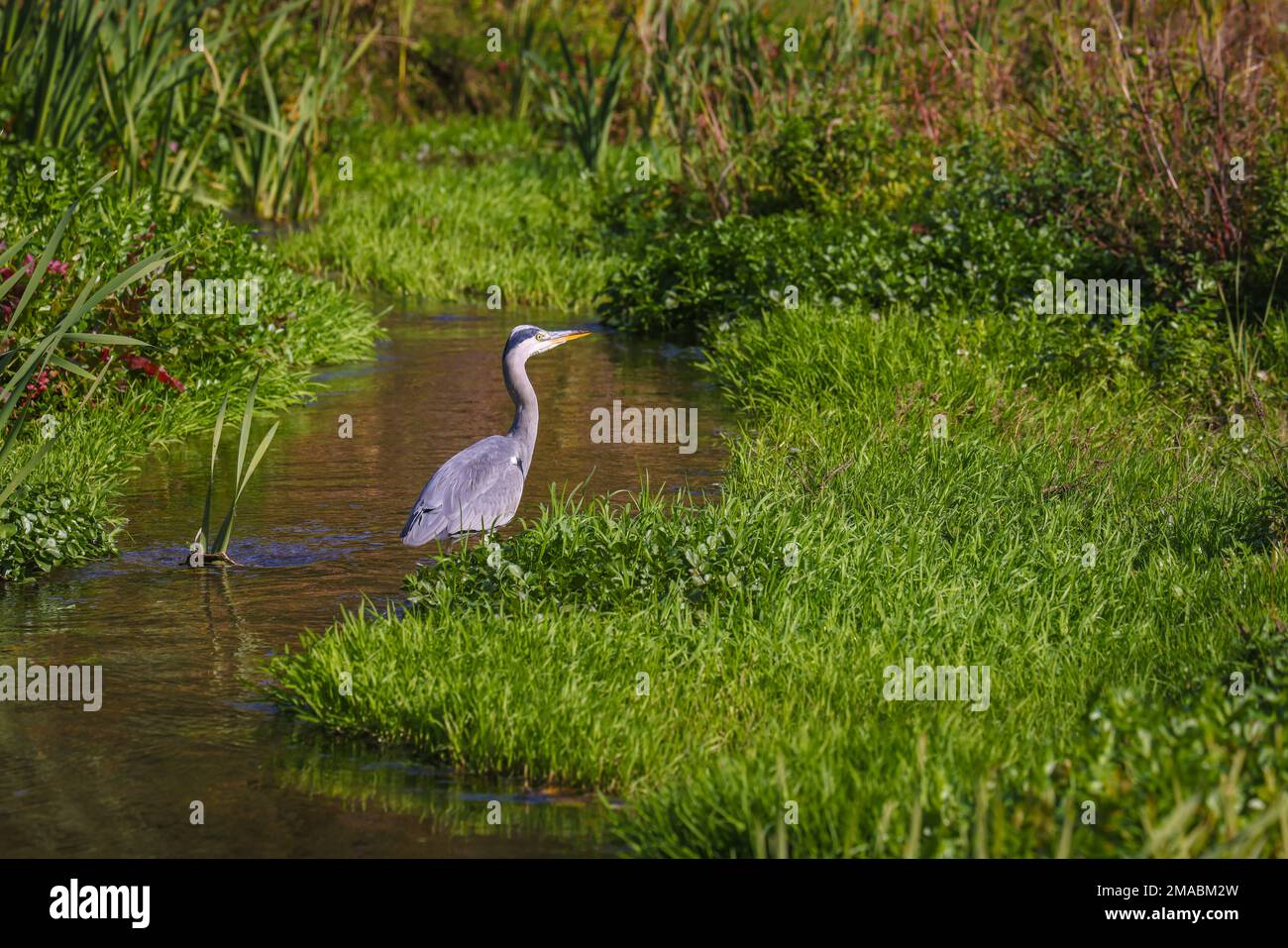 07.10.2022, Germany, North Rhine-Westphalia, Bottrop - Grey heron, also ...