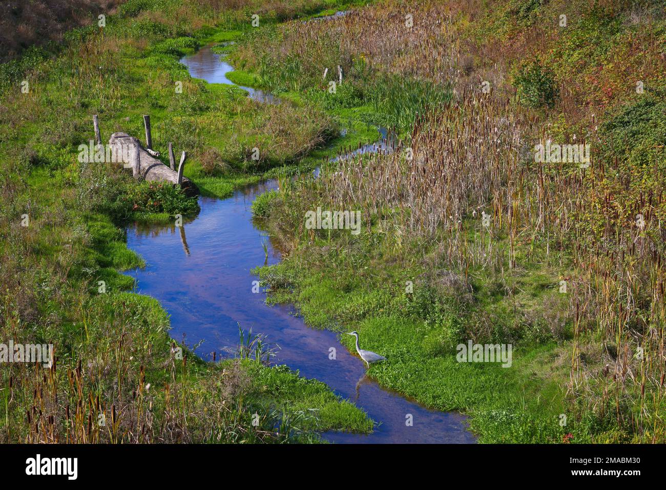 07.10.2022, Germany, North Rhine-Westphalia, Bottrop - Grey heron, also ...