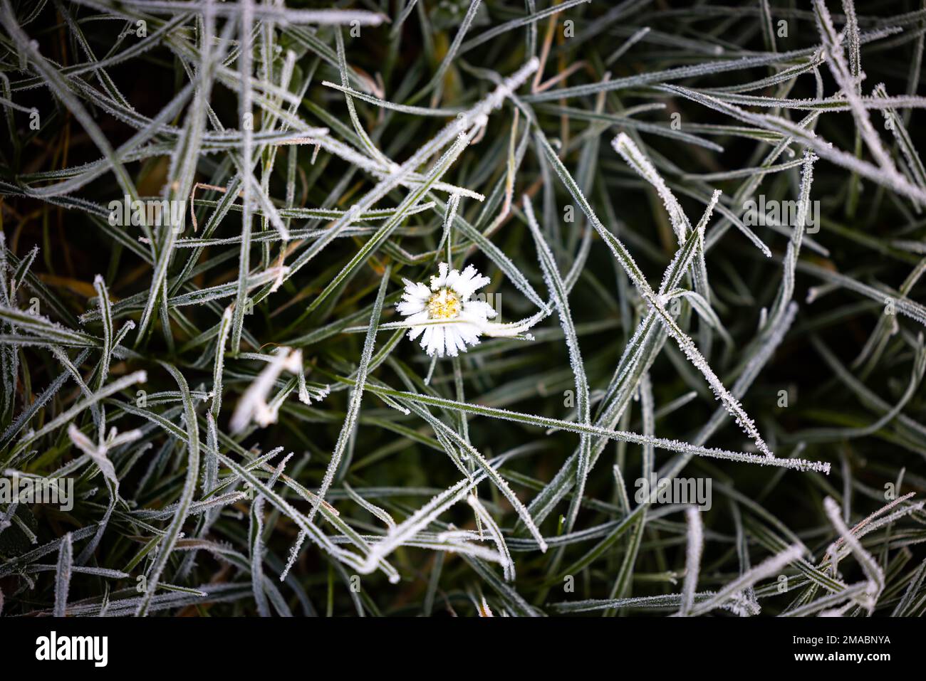 Blooming Daisy flower surrounded by frozen grass in winter in Germany ...