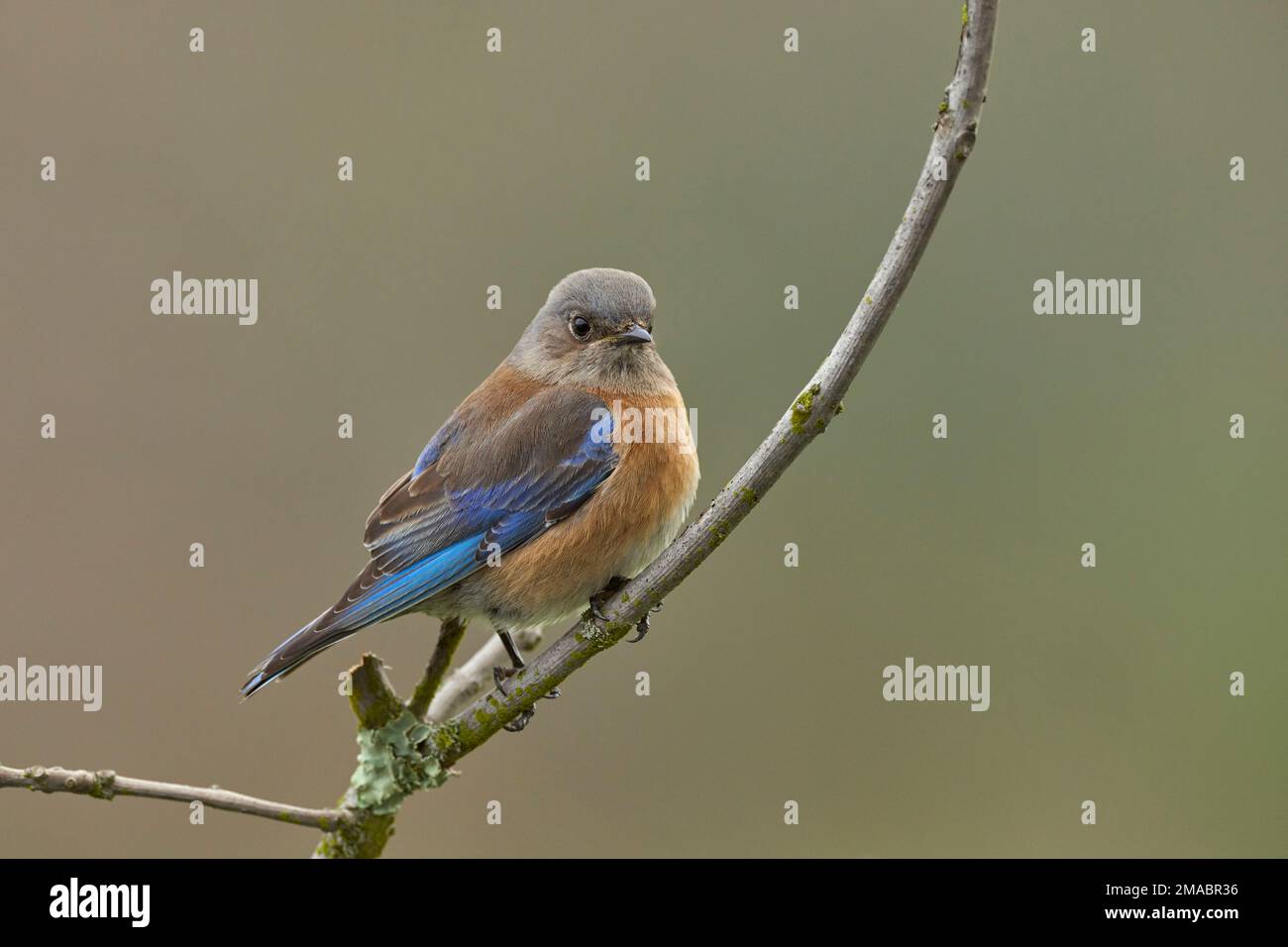 Female Western Bluebird