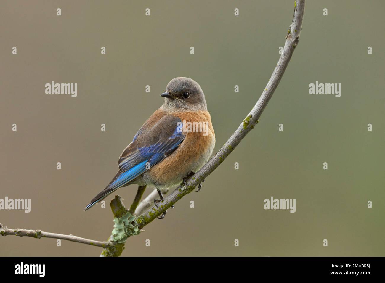 Western Bluebird (Sialia mexicana) Sacramento County California USA ...