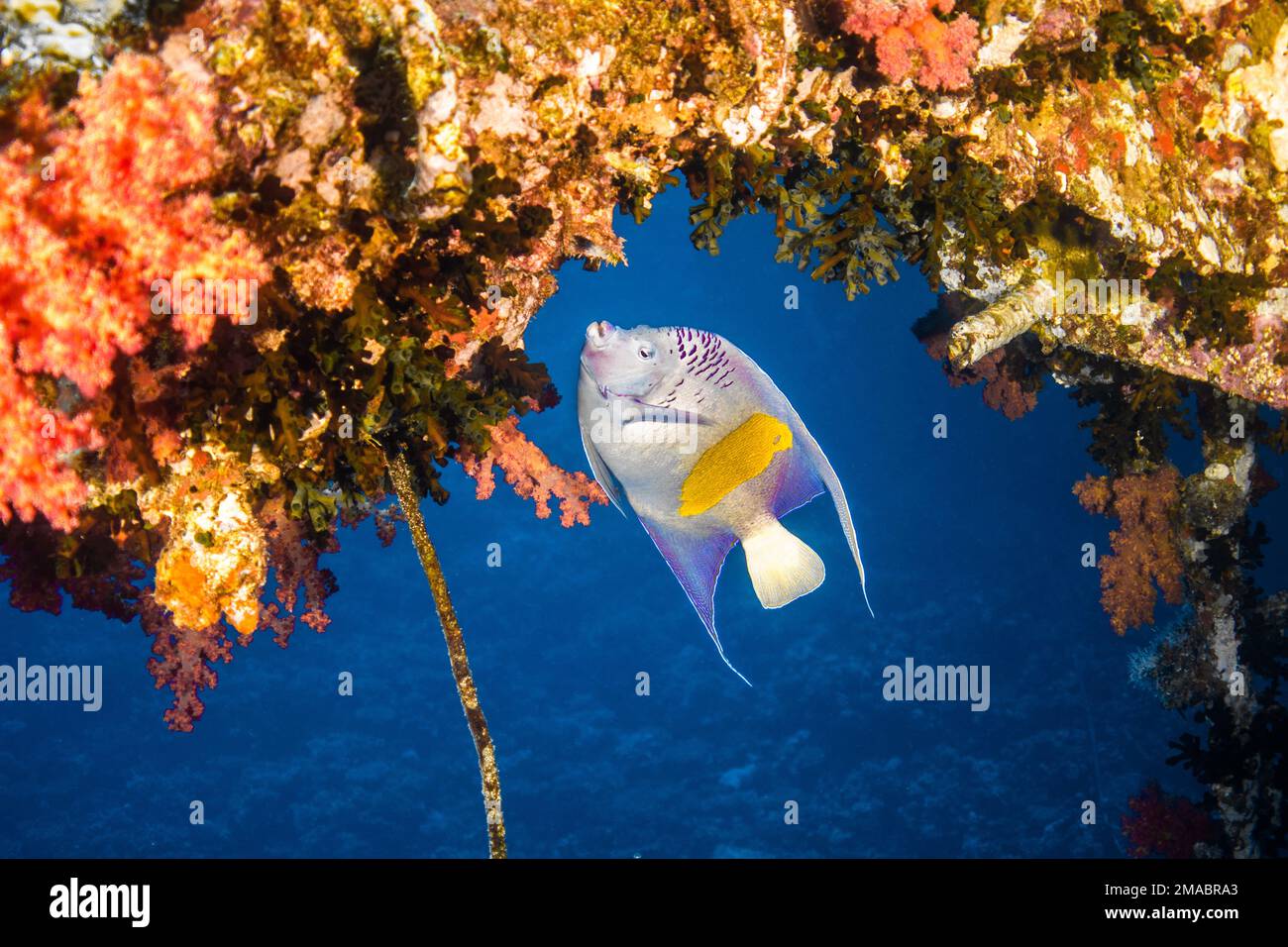 Pomacanthus maculosus, the yellowbar angelfish, half-moon angelfish ...