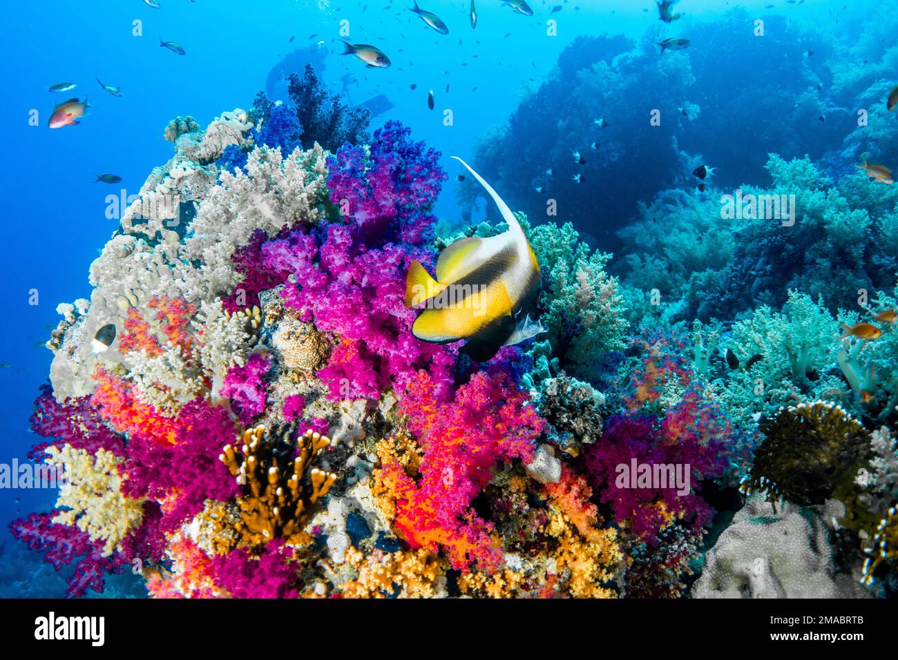 Pennant coral fish hi-res stock photography and images - Alamy