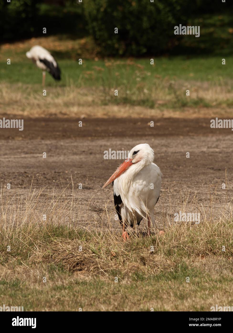 Stork bills hi-res stock photography and images - Alamy