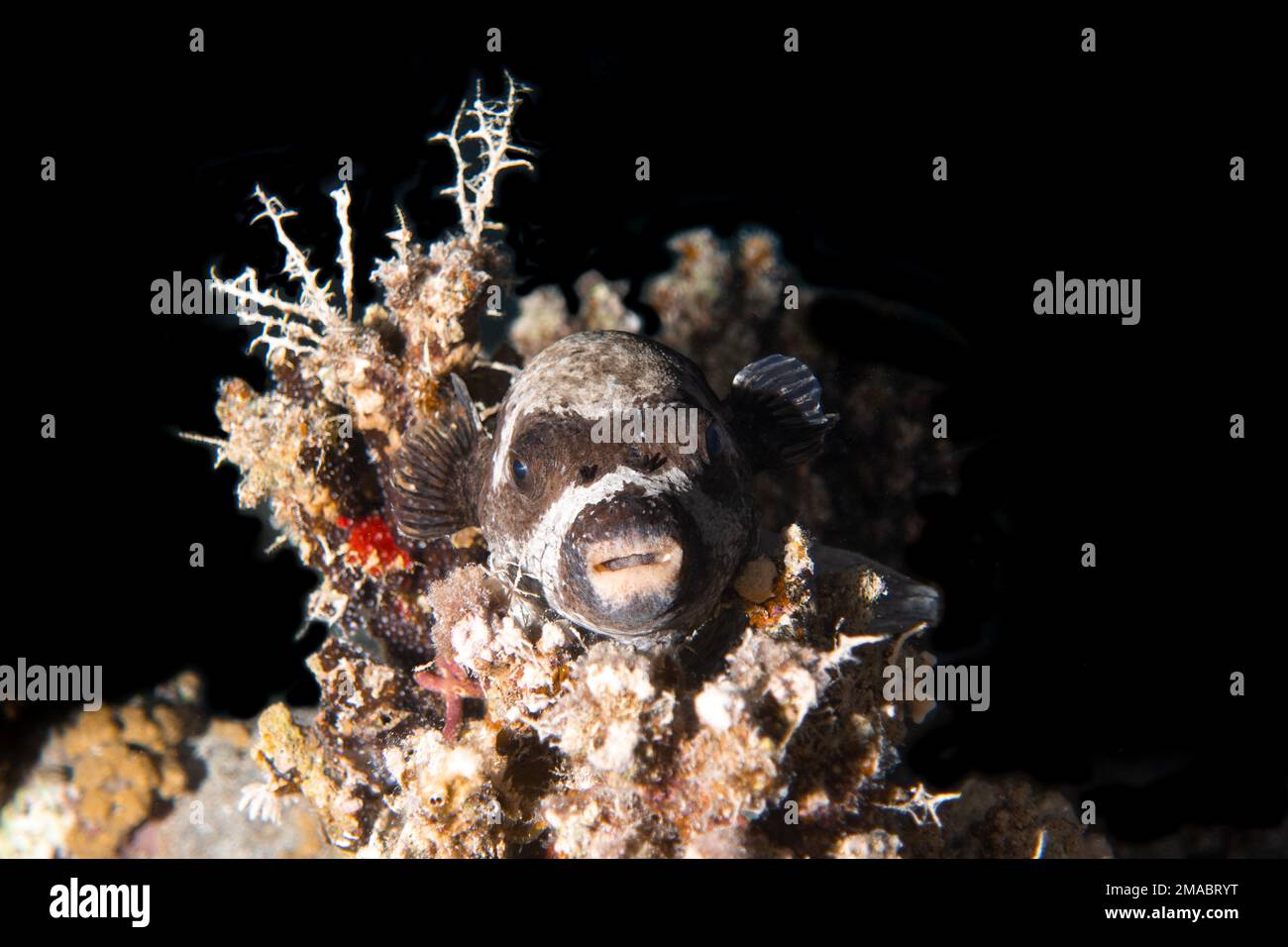 The masked puffer (Arothron diadematus) is a pufferfish in the family ...