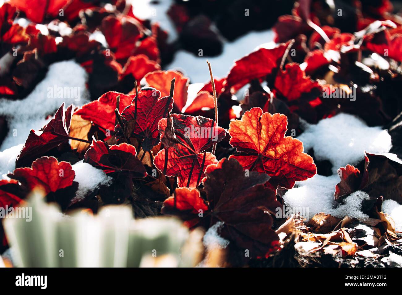Red plants in snow on lawn. Winter background. Thaw Stock Photo - Alamy