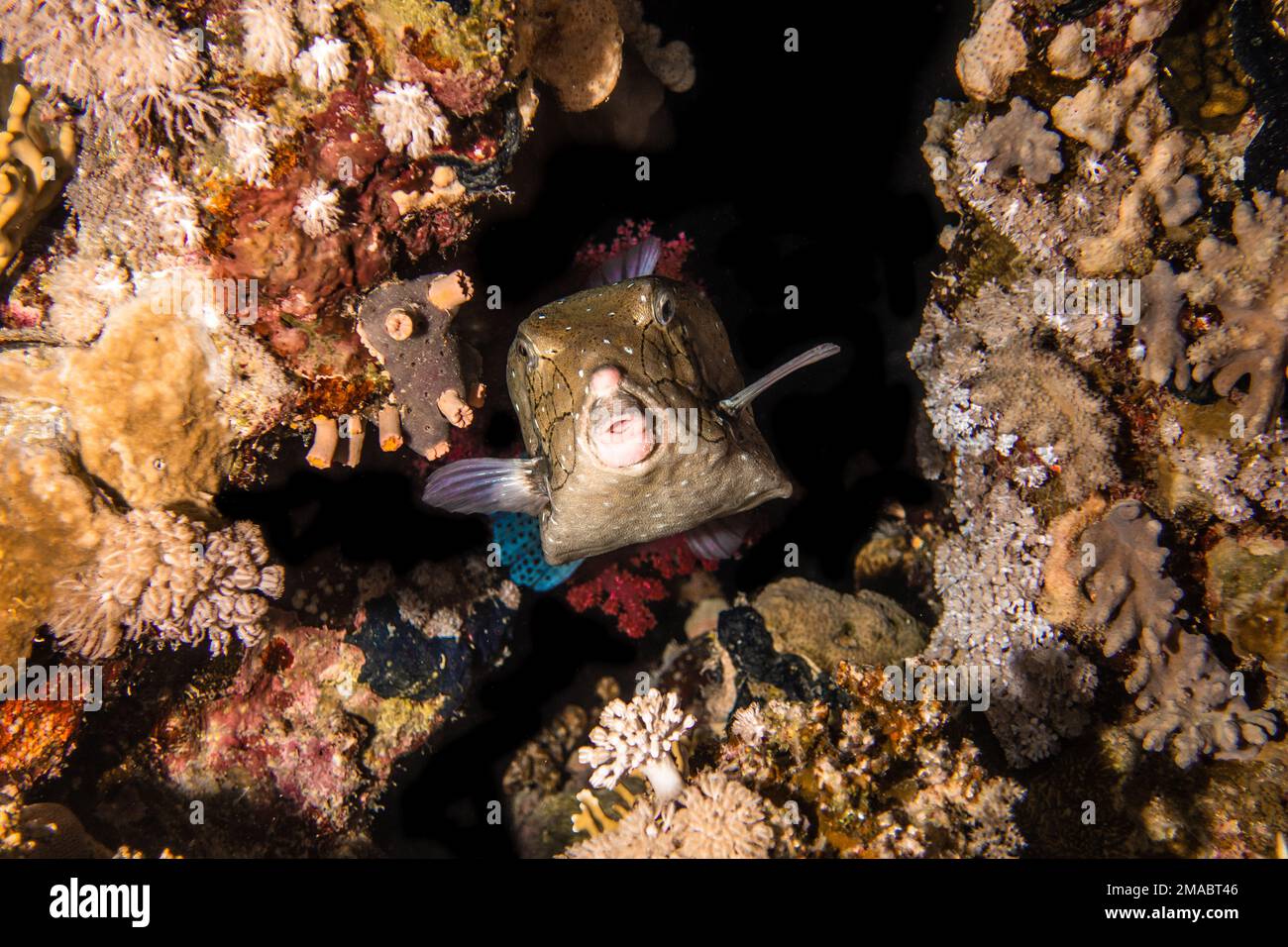 The yellow boxfish (Ostracion cubicum) is a species of boxfish found in ...