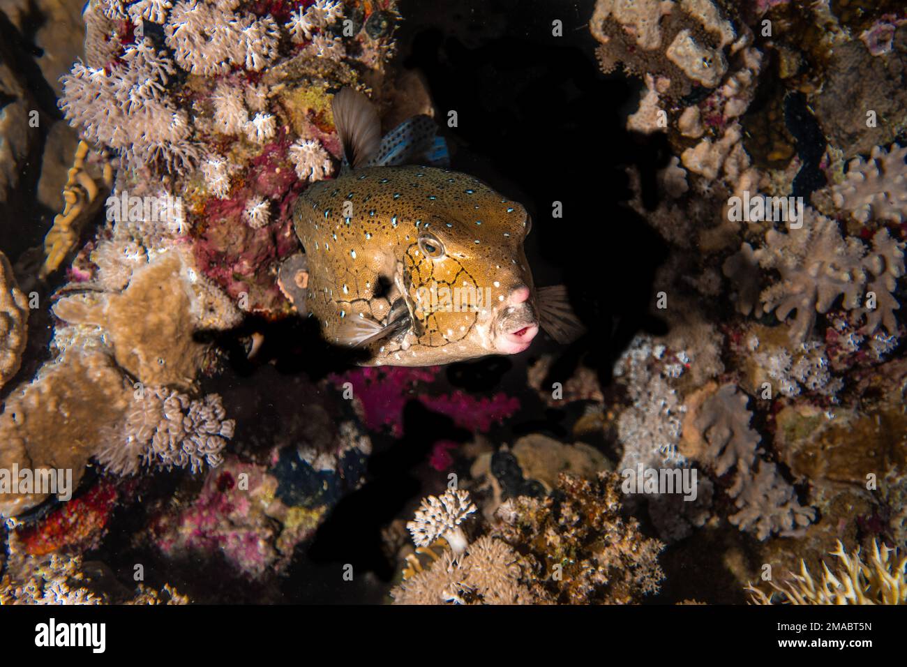 Boxfish smiling hi-res stock photography and images - Alamy