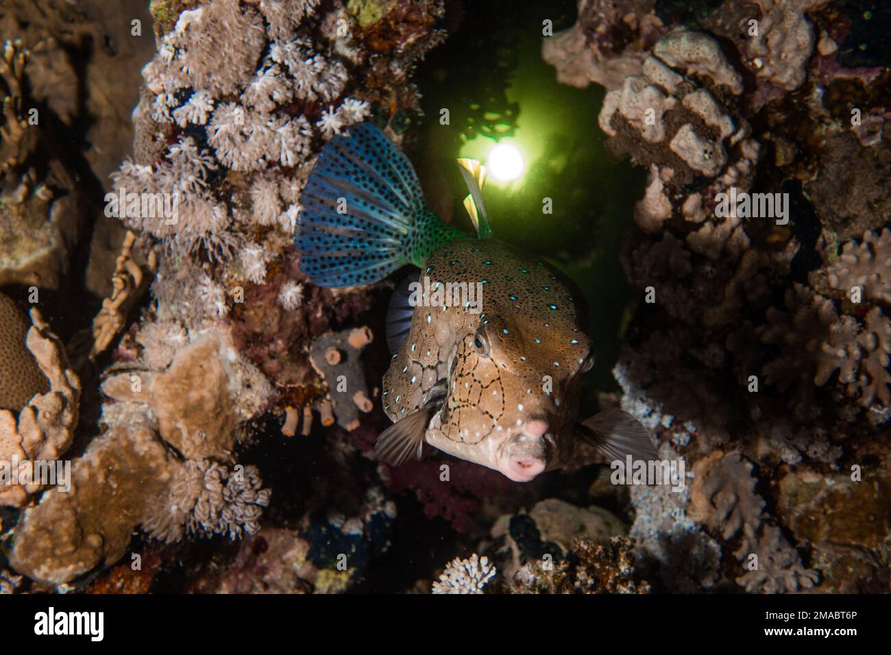 Boxfish smiling hi-res stock photography and images - Alamy