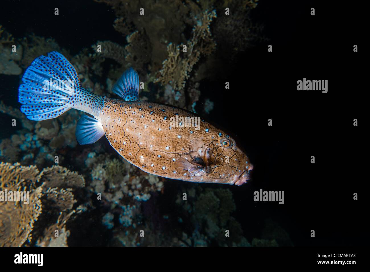 Boxfish smiling hi-res stock photography and images - Alamy