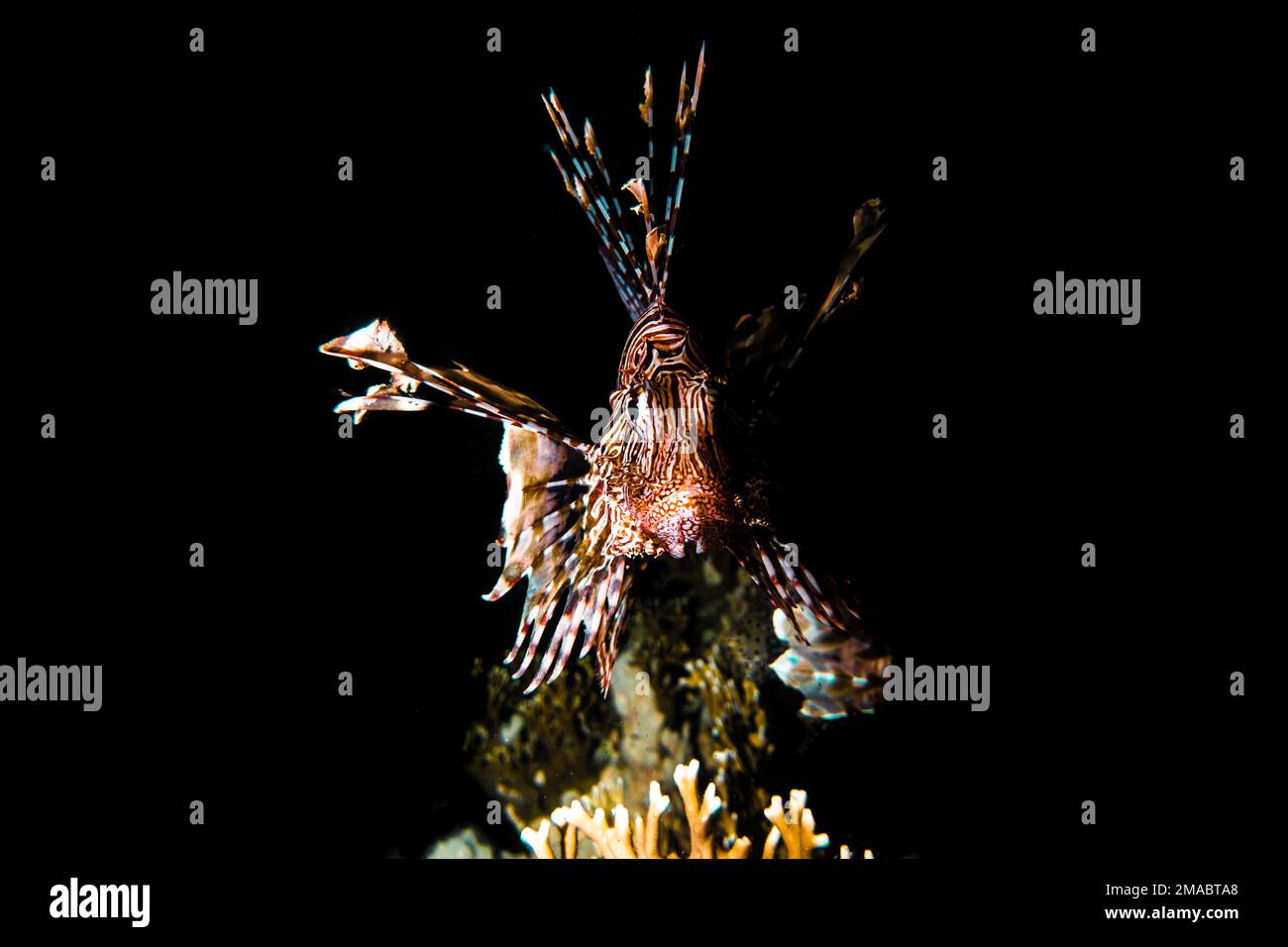 red lionfish on the reef,in Maldives, Indian Ocean in the night on ...