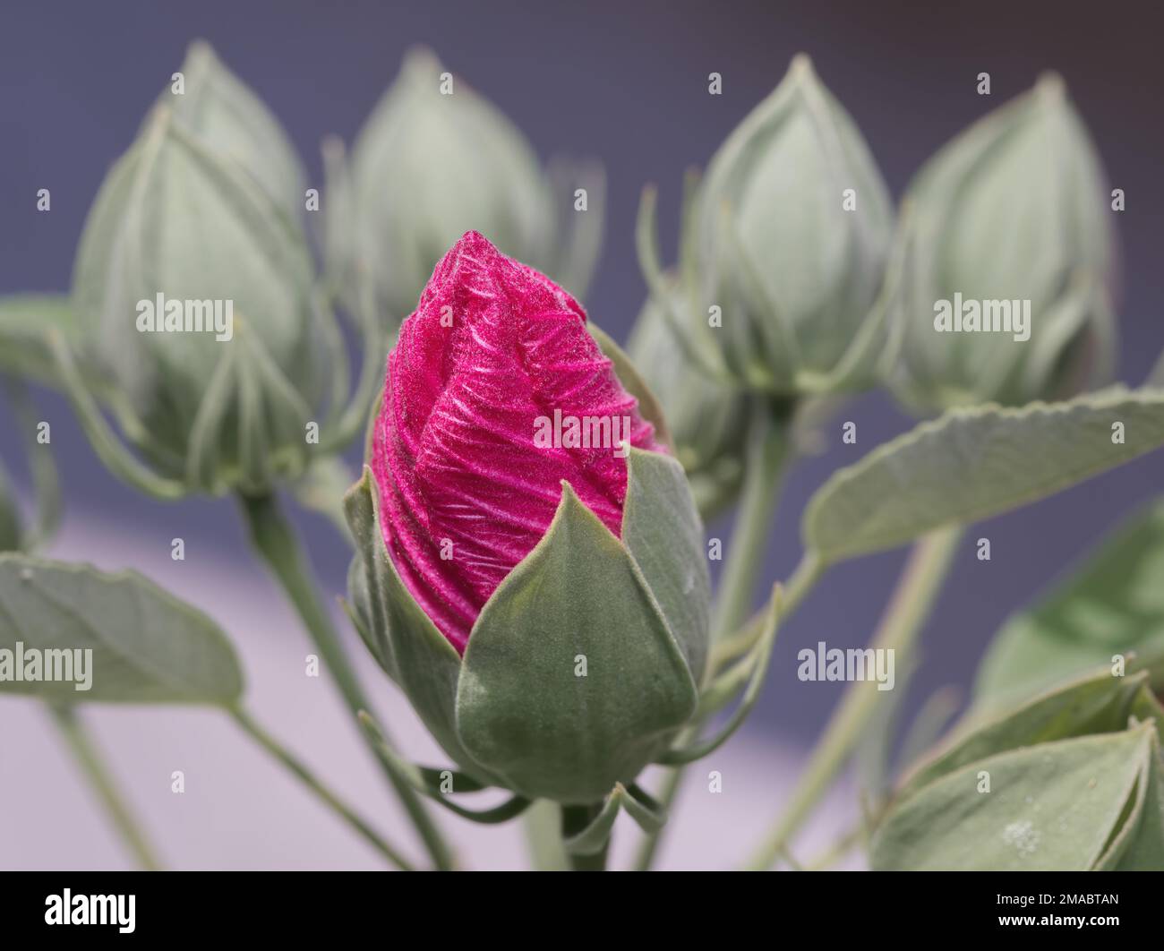 Hibiscus bud hi-res stock photography and images - Alamy