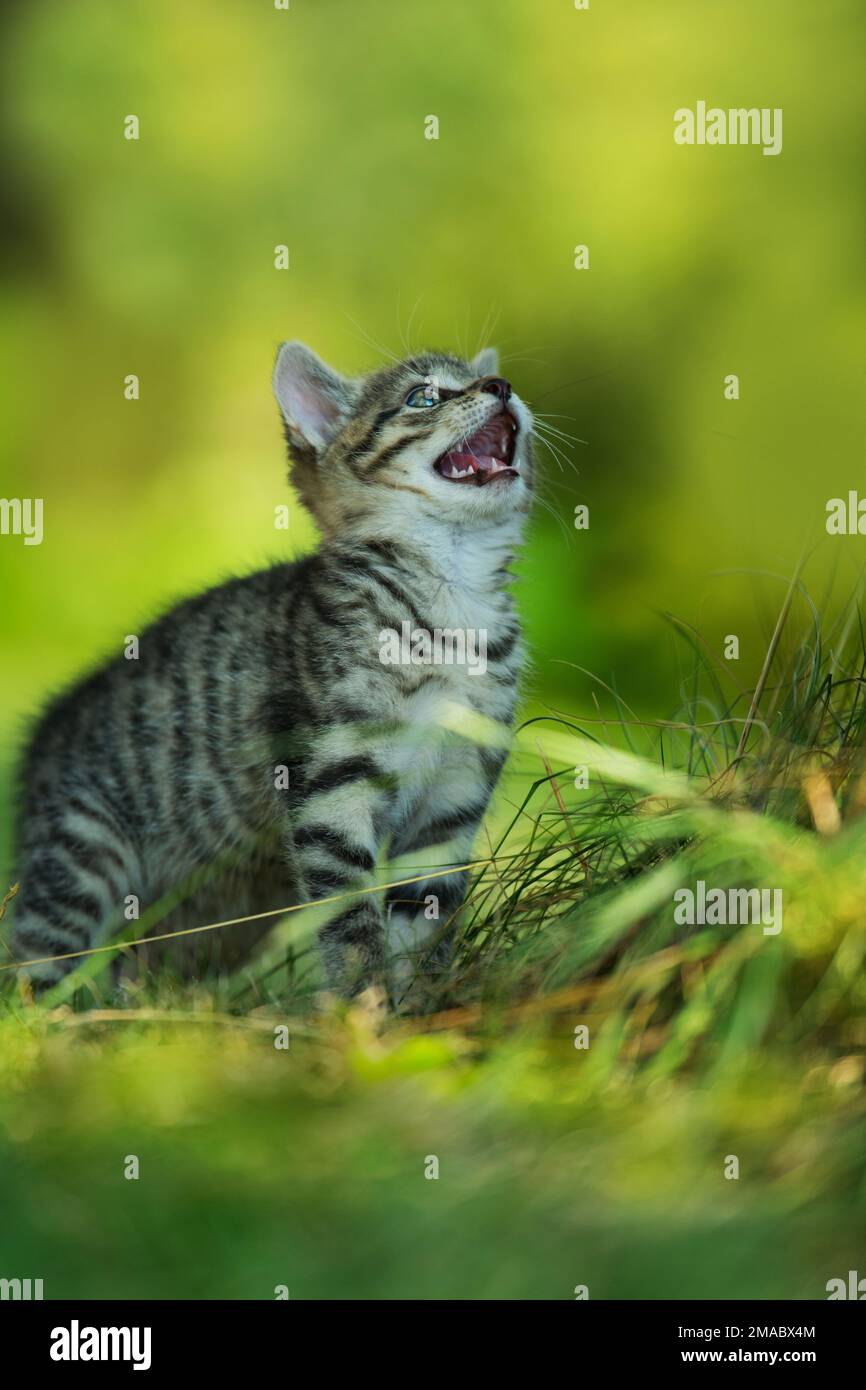 Little tabby cat stands in a meadow and meows Stock Photo - Alamy