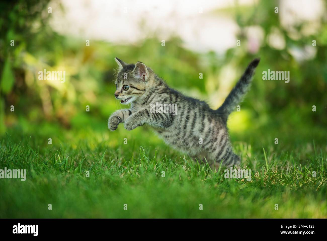 Cute tabby kitten running in a sommer meadow Stock Photo - Alamy