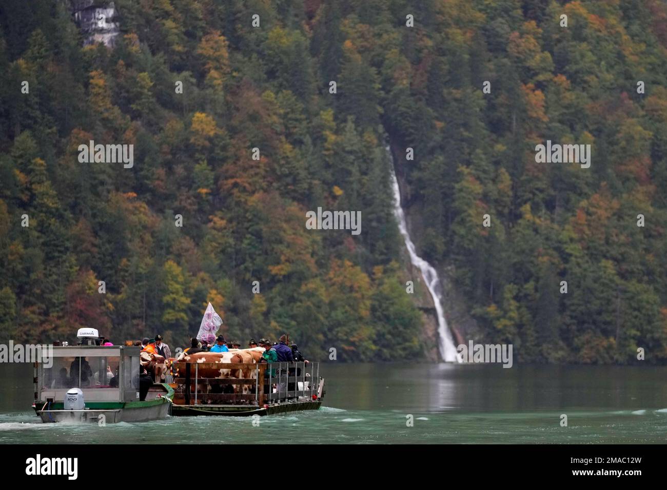 Bavarian mountain farmers pass autumn colored trees on lake Koenigssee ...