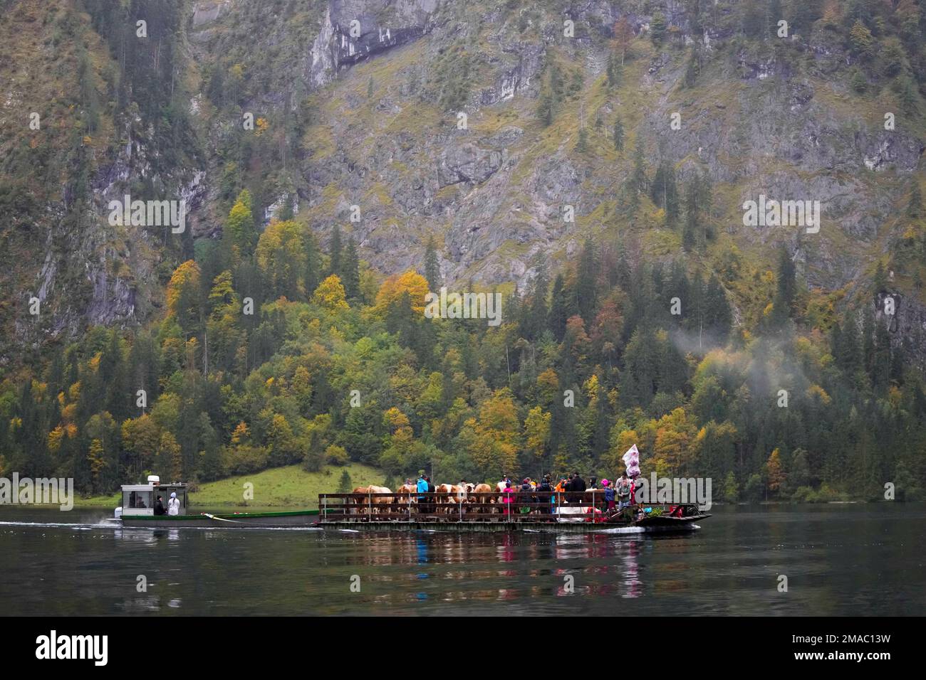 Bavarian mountain farmers pass autumn colored trees on lake Koenigssee ...